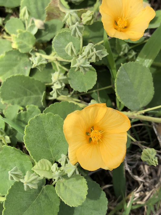 Hawaiian Plants – The Keiki Dept