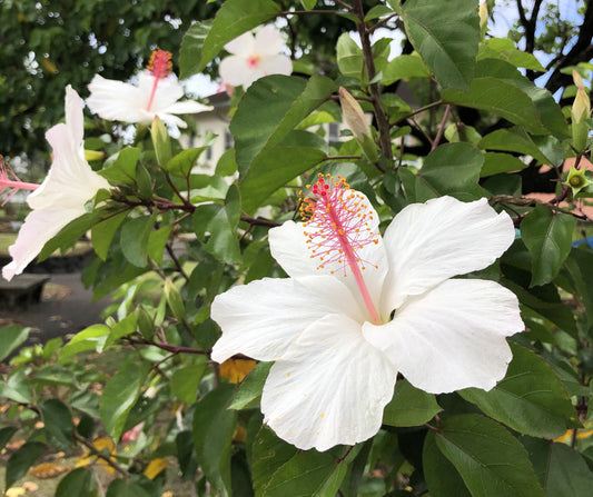 Hawaiian Plants – The Keiki Dept