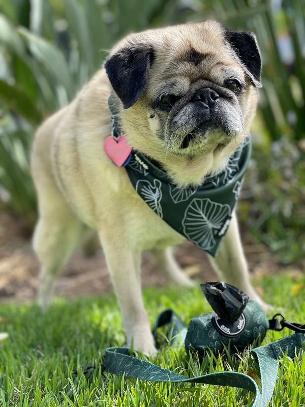 Eha Pets: Signature Green Kalo Dog Leash